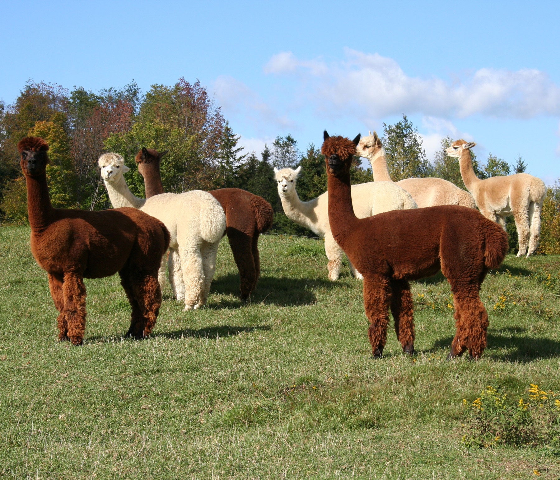 Alpaca Fiber: All-Natural Un-dyed | Monsalvat Farm | Shop Mark Addison
